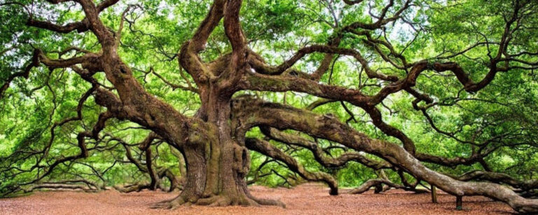 Oak Tree Protection and Invasive Insects – The Rincon Band of Luiseño ...